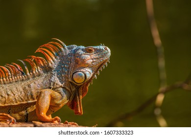 Lguana Images, Stock Photos & Vectors | Shutterstock