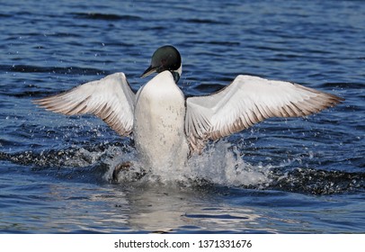 37 Dancing loon Images, Stock Photos & Vectors | Shutterstock
