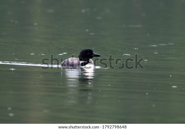 Common Loon Strikes Classical Pose During Stock Photo 1792798648 ...