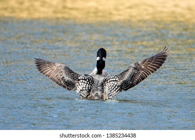 Common Loons Backside Flapping Wings On Stock Photo 1385234438 ...