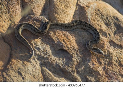 115 Night adder Images, Stock Photos & Vectors | Shutterstock