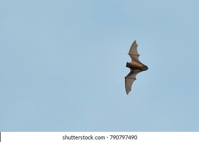 123 Noctule bat Images, Stock Photos & Vectors | Shutterstock