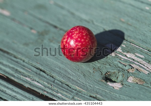 Common Oak Tree Cherry Gall Wasp Stock Photo 435104443 | Shutterstock