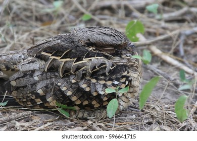 48 Common pauraque Images, Stock Photos & Vectors | Shutterstock