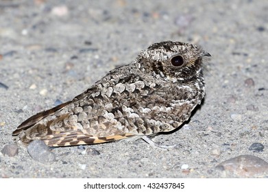15 Common poorwill Images, Stock Photos & Vectors | Shutterstock