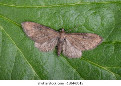 186 Pug insects Images, Stock Photos & Vectors | Shutterstock