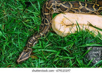 41 Two headed ball python 이미지, 스톡 사진 및 벡터 | Shutterstock