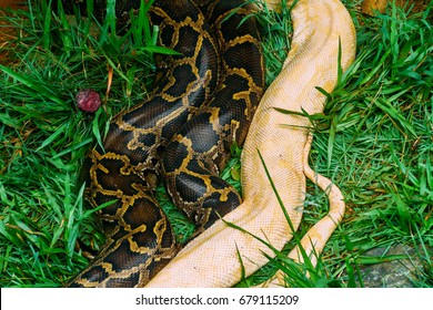 41 Two headed ball python 이미지, 스톡 사진 및 벡터 | Shutterstock