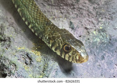 Common Rat Snake Stock Photo 82626331 | Shutterstock