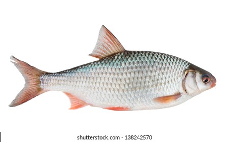 930 Rutilus rutilus Images, Stock Photos & Vectors | Shutterstock