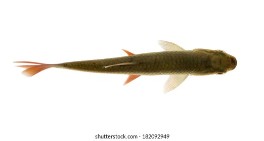 930 Rutilus rutilus Images, Stock Photos & Vectors | Shutterstock