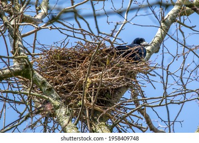 772 Rooks nest Images, Stock Photos & Vectors | Shutterstock