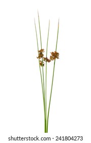 28,042 Rush plant Images, Stock Photos & Vectors | Shutterstock
