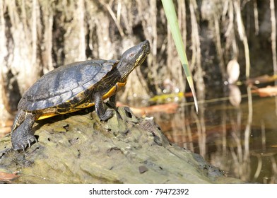 748 Common Slider Images, Stock Photos & Vectors | Shutterstock