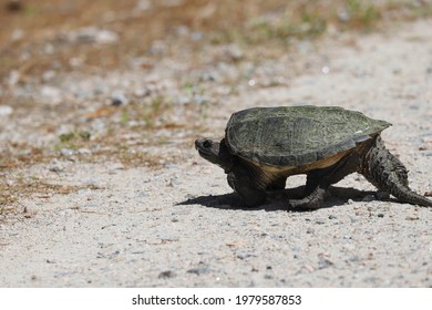 Chelydridae Images, Stock Photos & Vectors | Shutterstock
