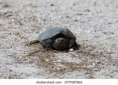 Chelydridae Images, Stock Photos & Vectors | Shutterstock