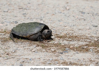 Chelydridae Images, Stock Photos & Vectors | Shutterstock