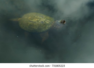 Common Snapping Turtle Floating Just Under Stock Photo 731805223 ...