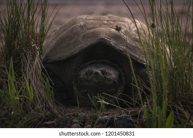 Common Snapping Turtle Ontario Stock Photo 1201450831 | Shutterstock