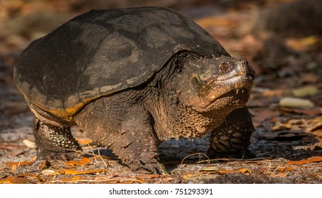 Common Snapping Turtle Walking Back Pond Stock Photo 751293391 ...