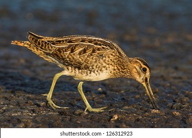 Common Snipe Stock Photo 126312923 | Shutterstock