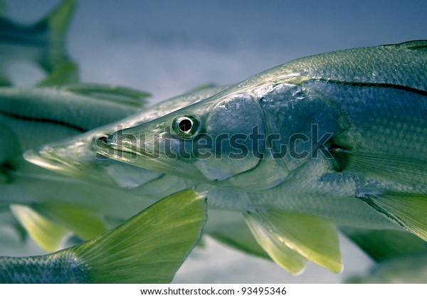 Common Snook Stock Photo 93495346 | Shutterstock
