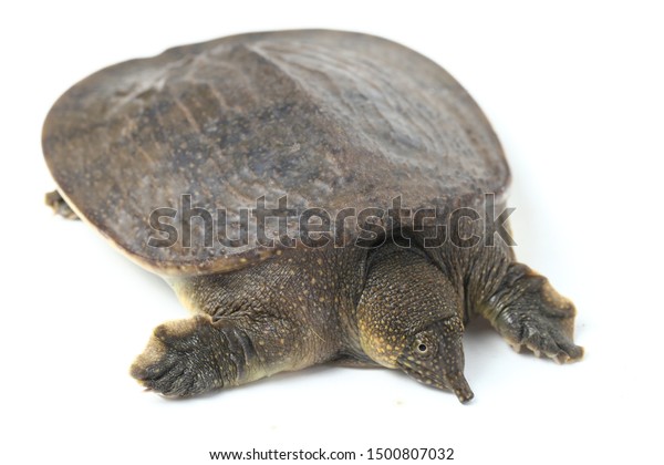 Chelonian shell : 1 116 images, photos et images vectorielles de stock ...