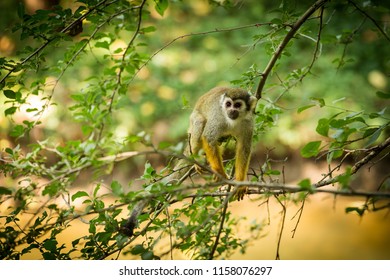 309 Saimiri monkey guyana Images, Stock Photos & Vectors | Shutterstock