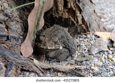 Red Adder Bitis Rubida Ceres Western Stock Photo 1718239024 | Shutterstock
