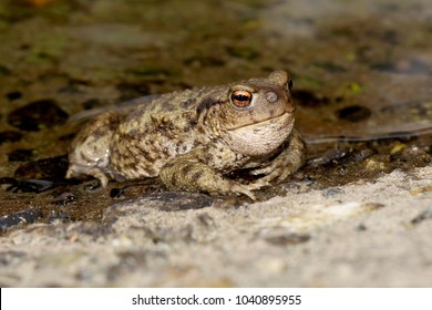 Myiasis Images, Stock Photos & Vectors | Shutterstock