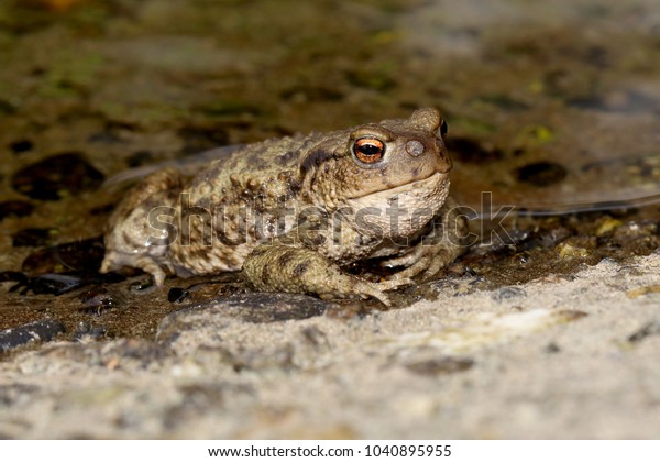 Common Toad Bufo Bufo Toadfly Larvae Stock Photo 1040895955 | Shutterstock