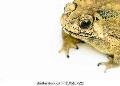 Common Toad Cockroach Predator Isolated On Stock Photo (Edit Now ...