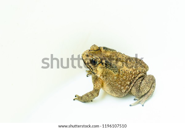 Common Toad Cockroach Predator Isolated On Stock Photo 1196107510 ...
