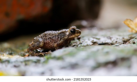 1,829 Toad Toadstool Images, Stock Photos & Vectors | Shutterstock