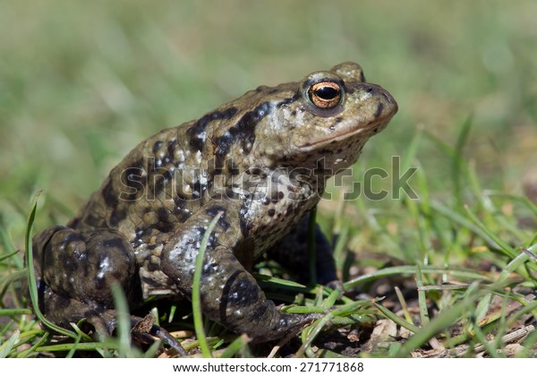 Common Toad Long Green Grasstoadcommon Toad Stock Photo 271771868 ...