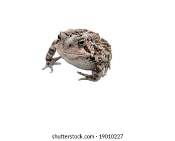 91 Toad eater Images, Stock Photos & Vectors | Shutterstock
