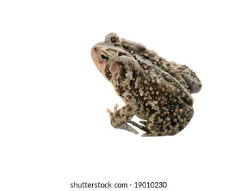 91 Toad eater Images, Stock Photos & Vectors | Shutterstock