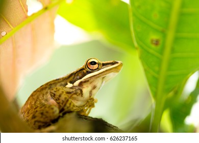 15,571 Brown tree frog Images, Stock Photos & Vectors | Shutterstock