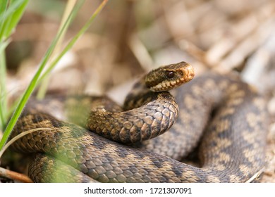 105 Common viper's head Images, Stock Photos & Vectors | Shutterstock