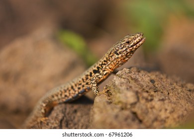 Smooth Newt Nymph Triturus Vulgaris Swimming Stock Photo (Edit Now ...