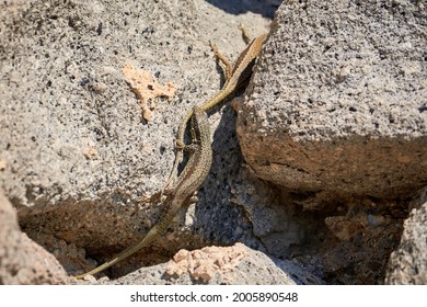 3,550 Lizards biting Images, Stock Photos & Vectors | Shutterstock