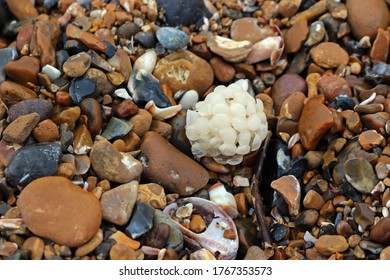 112 Whelk Eggs Images, Stock Photos & Vectors | Shutterstock
