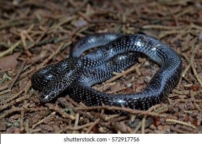 3,609 Wolf snake Images, Stock Photos & Vectors | Shutterstock