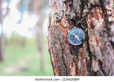 Compass Tree Forest Background Stock Photo 2154620889 | Shutterstock