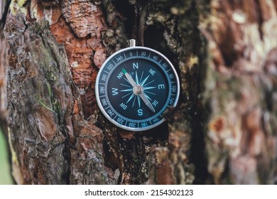 Compass Tree On Forest Background Stock Photo 2154302123 | Shutterstock