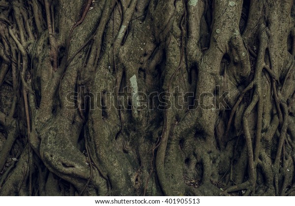 Complex Structure Roots Coniferous Tree Stock Photo 401905513 ...