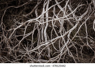 Complex Tangle Tree Roots Enhanced Artwork Stock Photo 478125442 ...