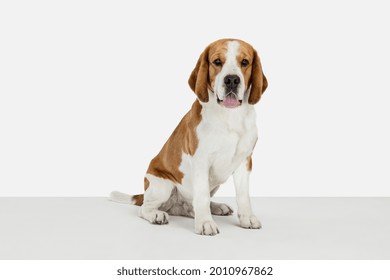 Beagle Images, Stock Photos & Vectors | Shutterstock