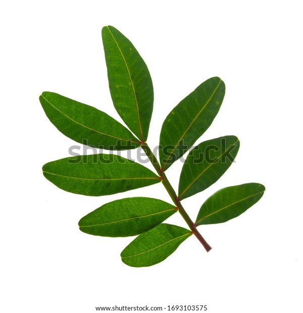 495 imágenes de Mastic tree leaves - Imágenes, fotos y vectores de ...