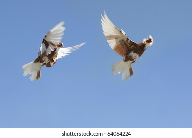 Composite Pigeon Flying Two Differing Wing Stock Photo 64064224 ...
